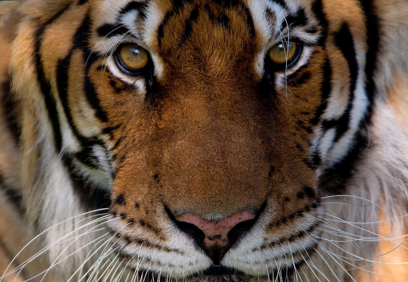 The Wildheart Animal Sanctuary - Southern Vectis