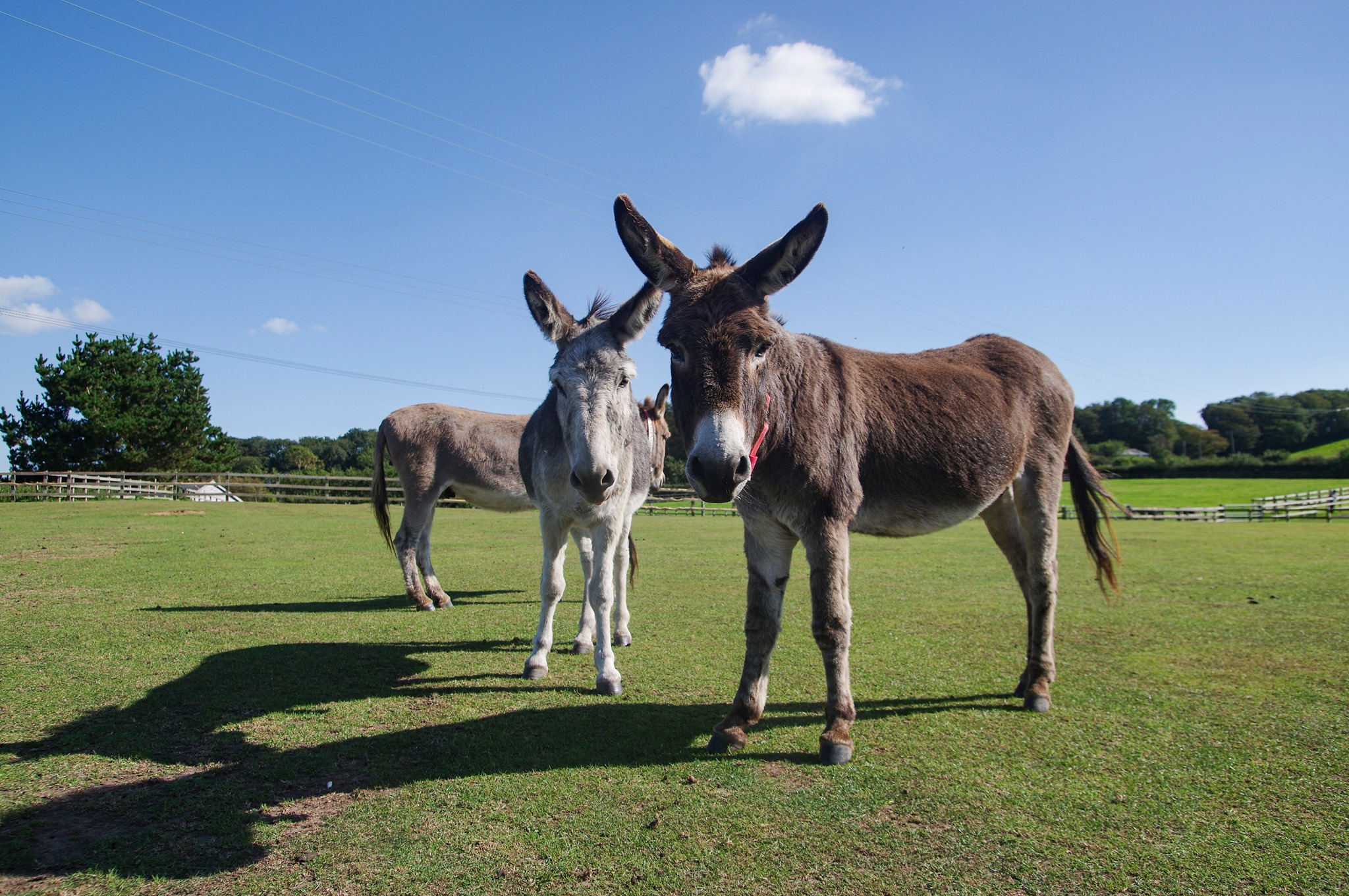 Isle of Wight Donkey Sanctuary - Southern Vectis
